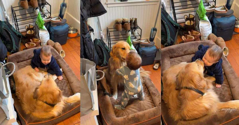 Golden retriever won't stop kissing little boy in heartwarming video