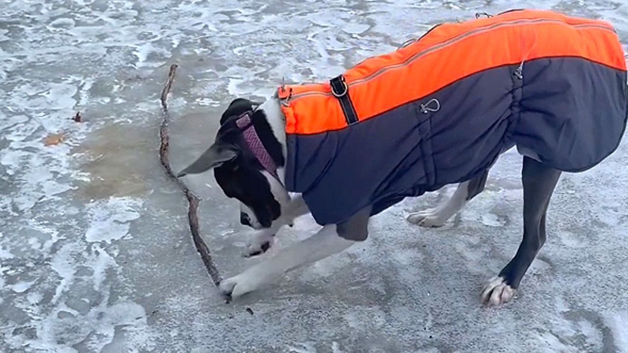 Determined dog tries digging through ice to get stick
