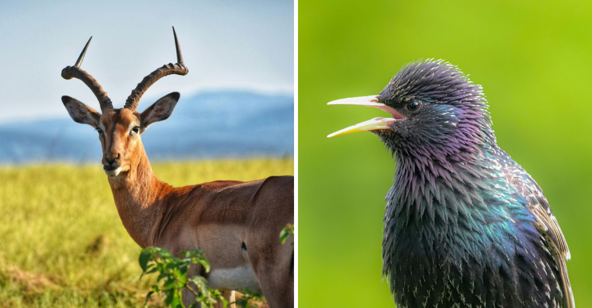8 creatures that heal the Earth and 5 that might be wrecking it ...