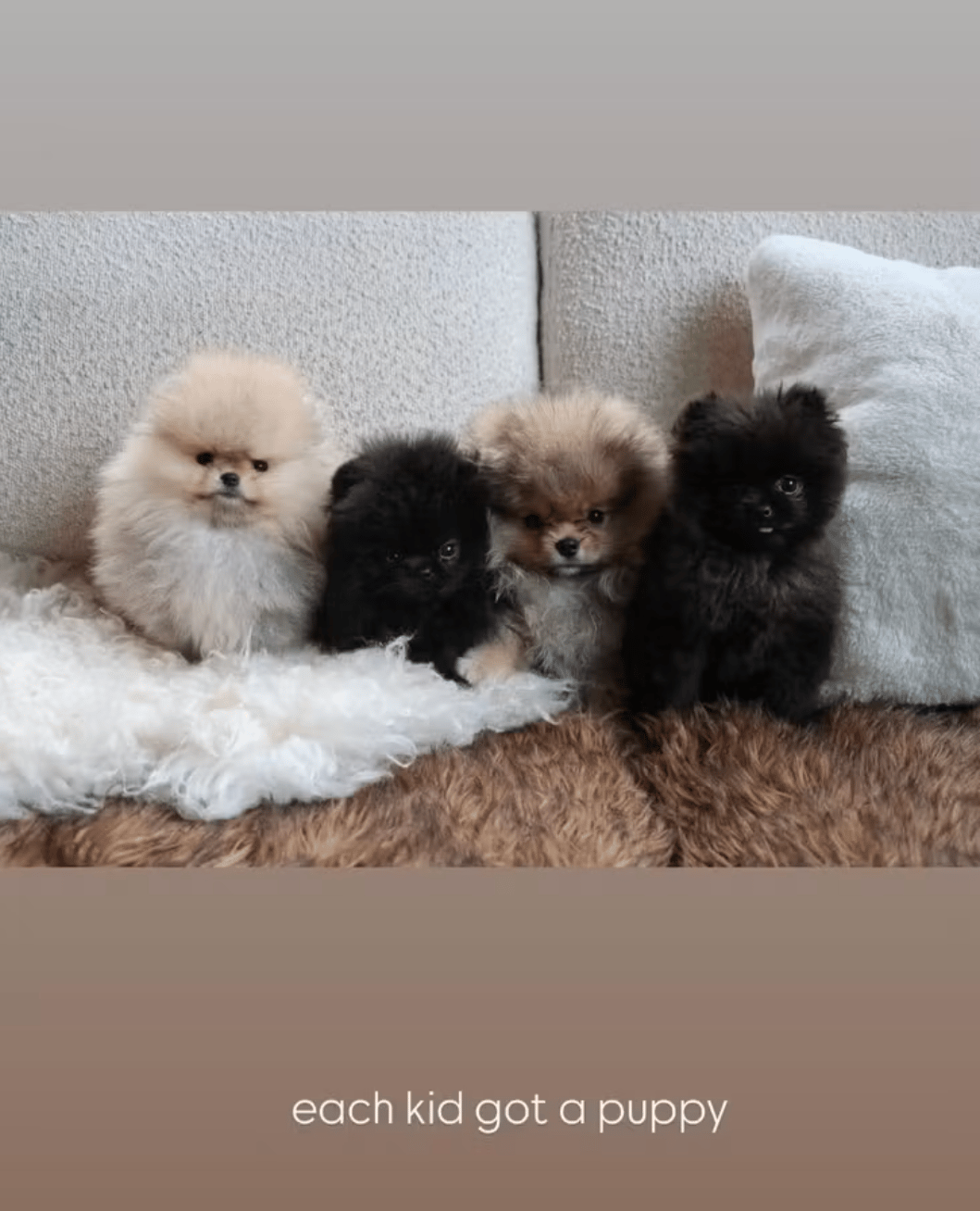 Puppies are not toys: Kim Kardashian faces backlash over Christmas gifts