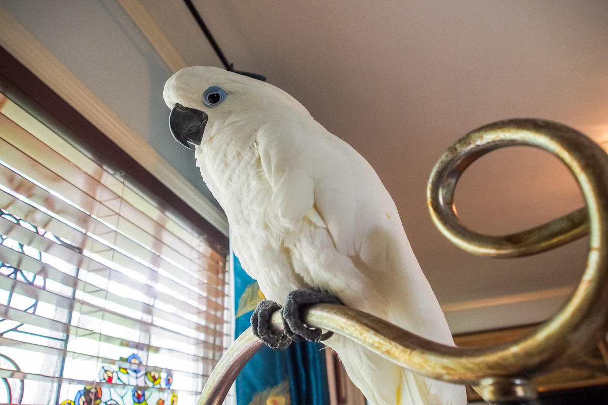 Cockatoo's cute comment about the snow outside is impossible to resist