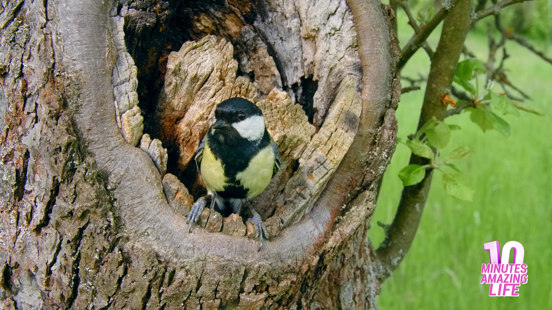 A small bird observed from a tree hollow