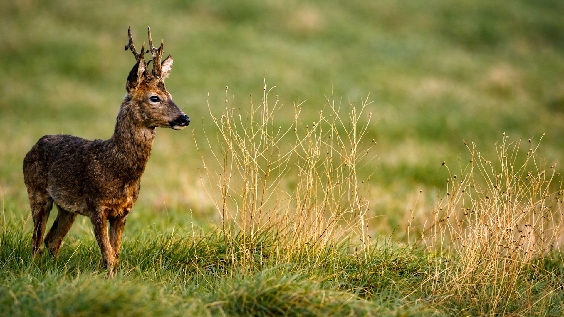 What wildlife can you find in the English countryside?