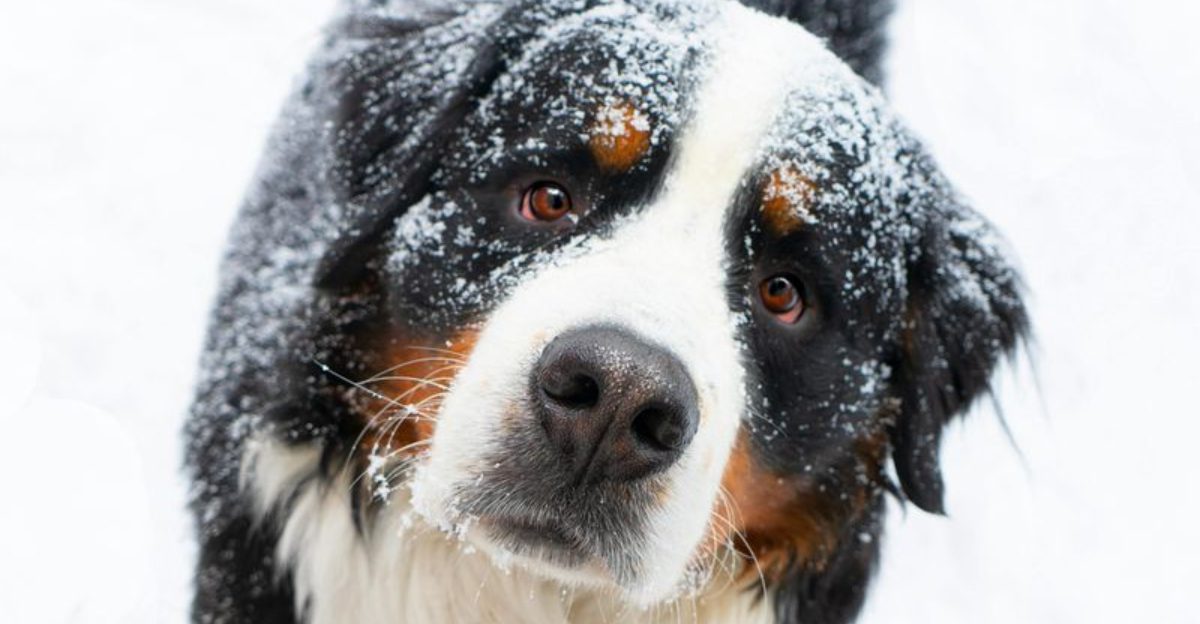 Thick-boned and lovable – 12 solid dog breeds people are suddenly ...