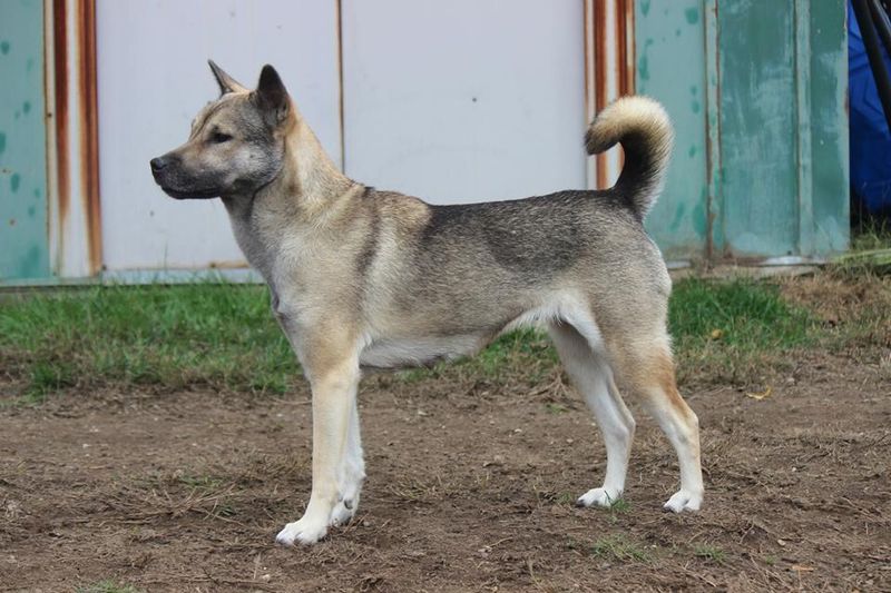 Not common, not trendy – 10 dog breeds people choose after deep research