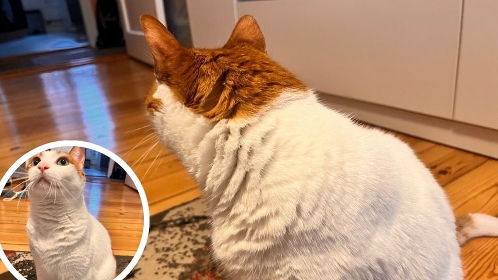 What lies behind the cat hype “Garlic Clove Fur”