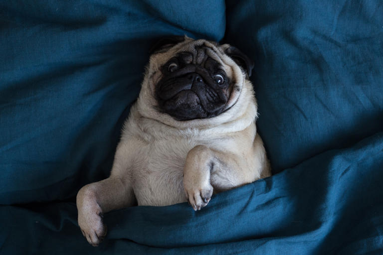 Dogs for the elderly 2026: Here are 14 breeds of adorable dog perfect ...