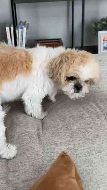 Getting comfortable takes time for this dog