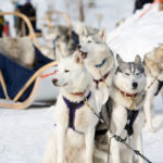 4 dog sledding experiences in Michigan + where to see sled dog races