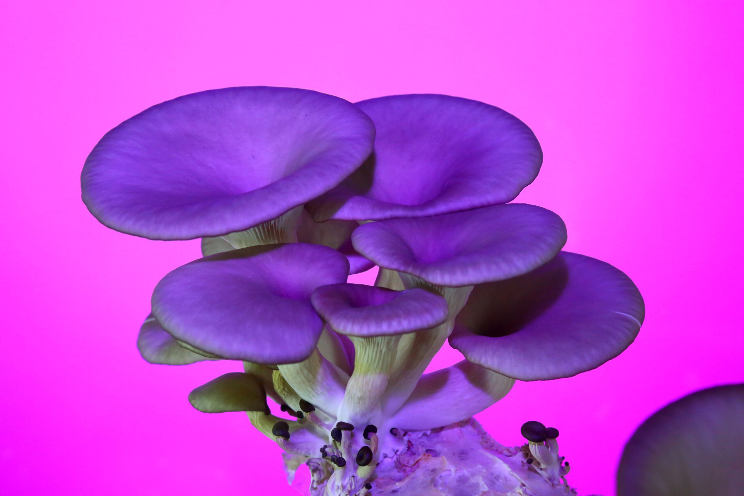 La magia de los hongos: conocé la hermosa fotografía de Funginista