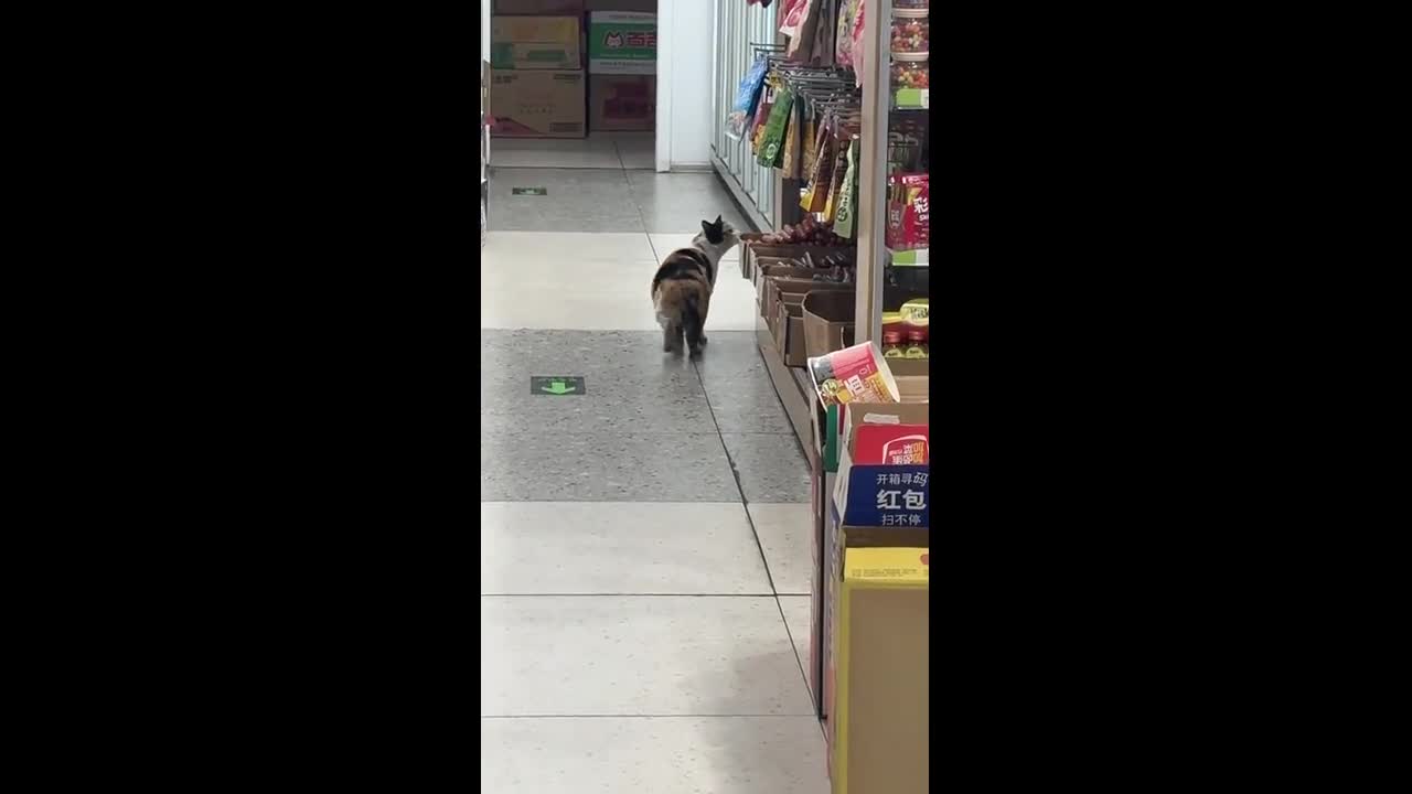 Cat steals sausage from mini grocery store in Shaanxi, China