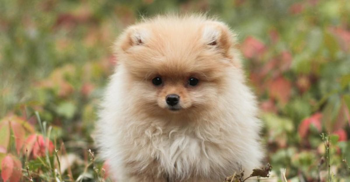 Soft, plush, and impossible to ignore – 18 dog breeds that instantly ...