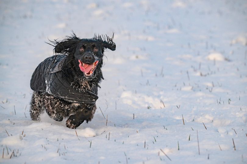 RSPCA advice on when it's too cold to walk your dog amid sub-zero freeze