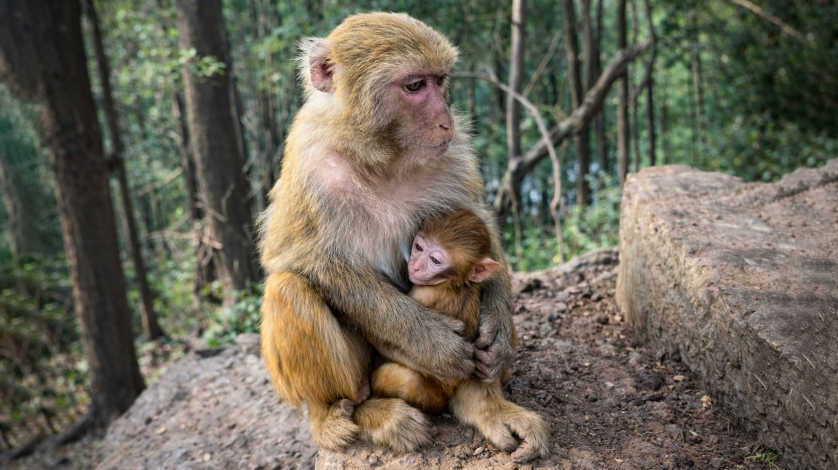 Adorable monkey mom protects her baby