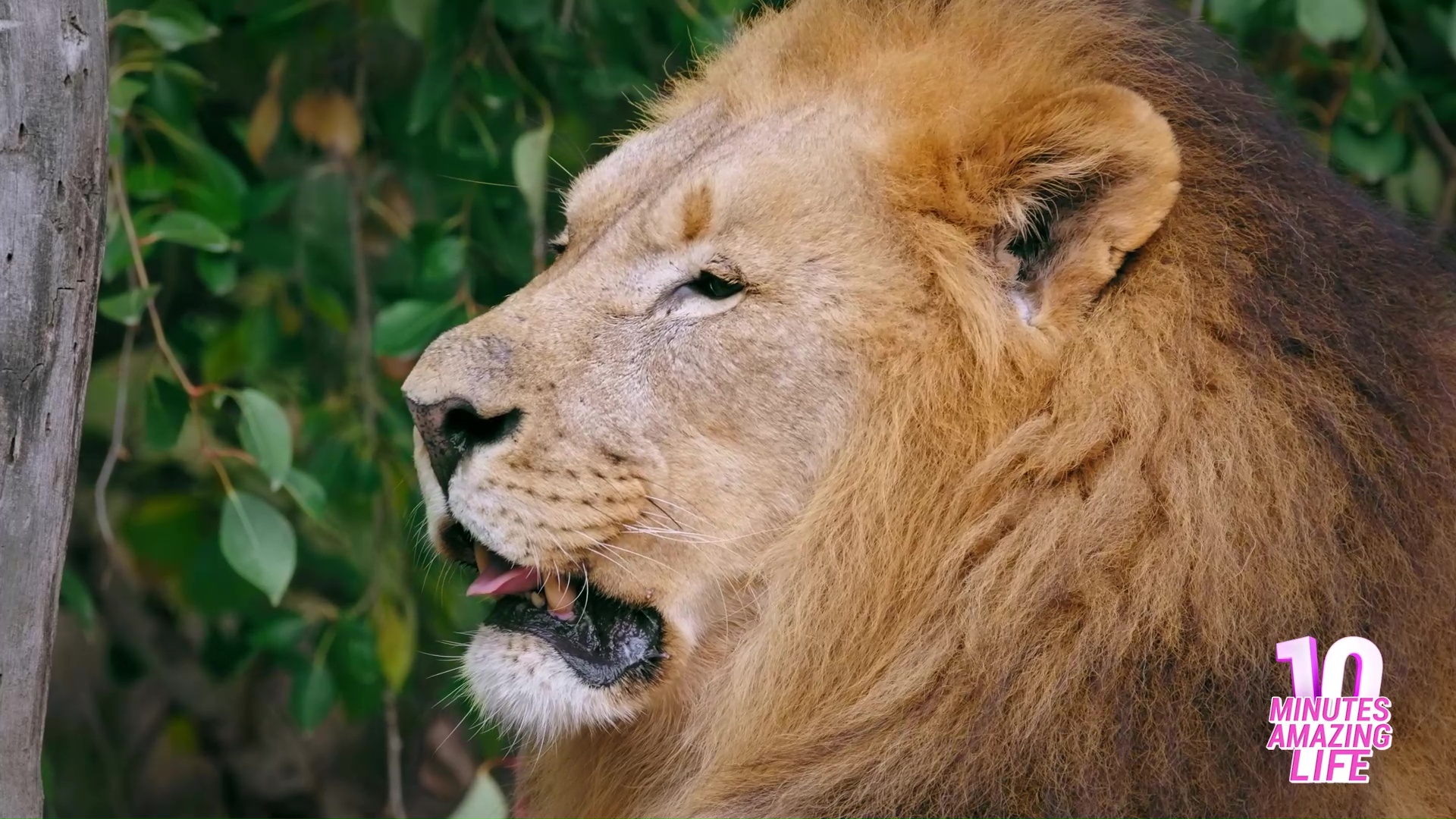 I captured a peaceful African lion