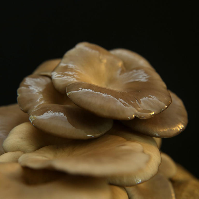 La magia de los hongos: conocé la hermosa fotografía de Funginista