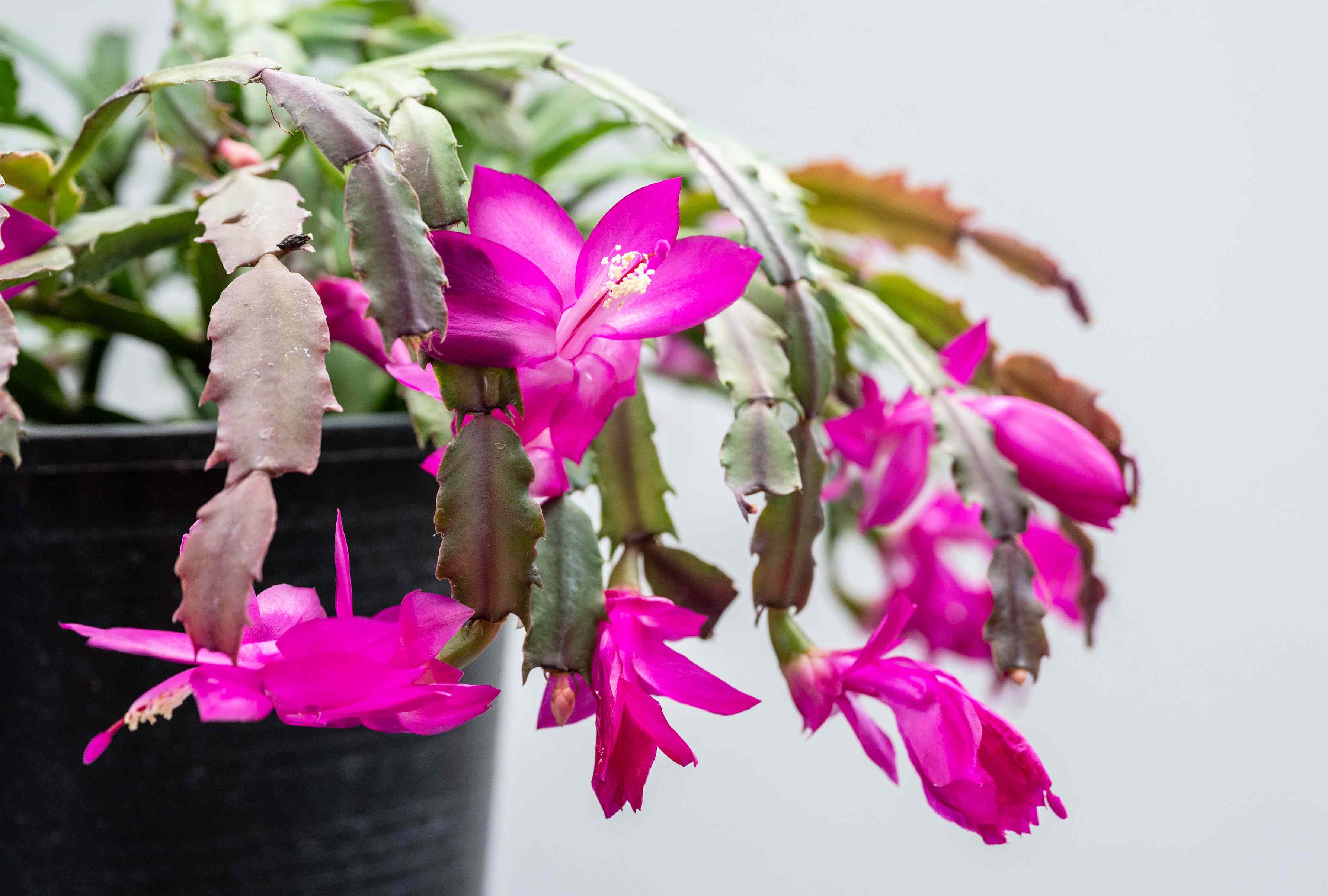 How to repot a Christmas cactus so it thrives all year