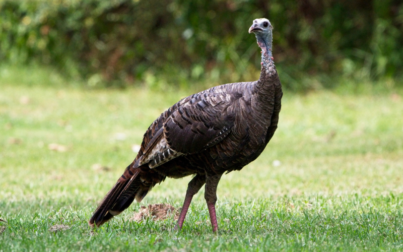 Hunting's hidden toll on turkey broods