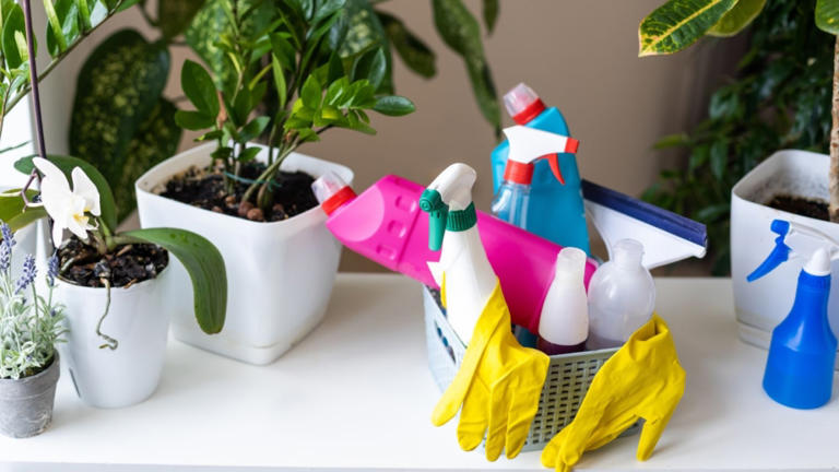 How to sanitize your planting pots: 5 tips to avoid mold and mildew