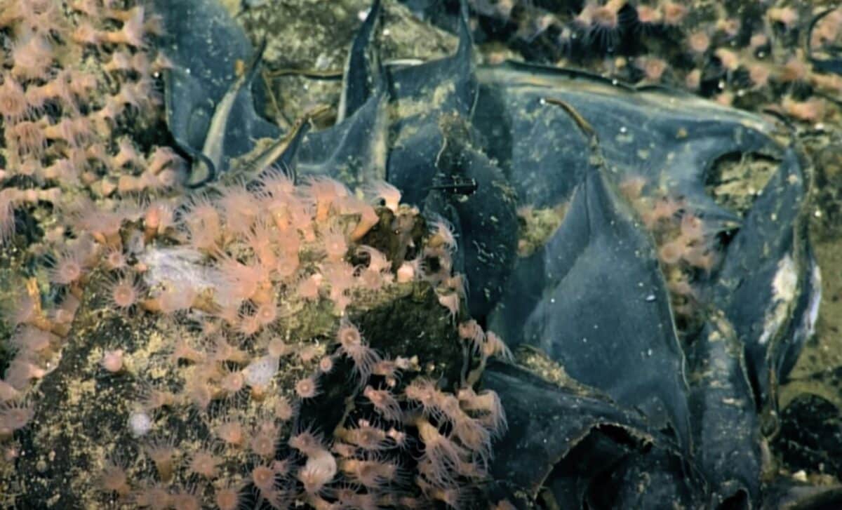 Scientists Uncover Massive Deep-Sea Eggs Inside on Active Volcano ...
