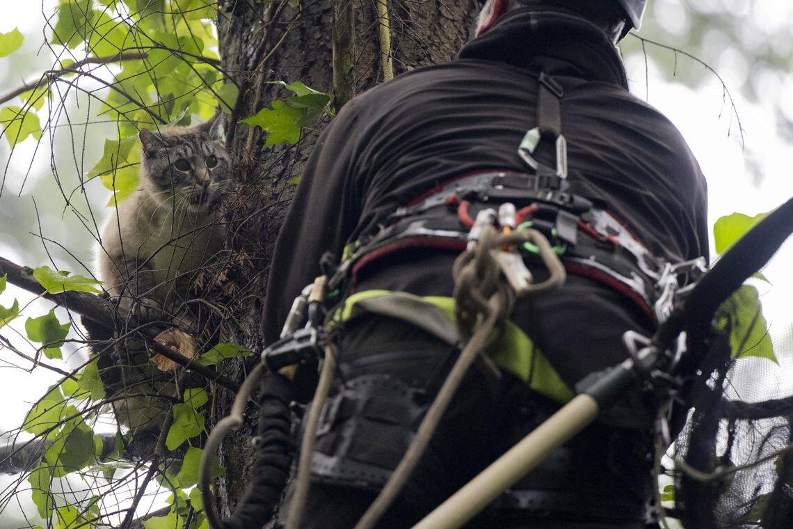 Cat stuck in a tree in Pierce County? These guys will come and rescue it