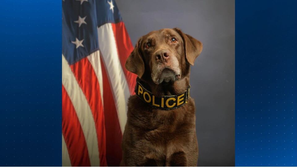 Daytona Beach police mourn the loss of K-9 Brumer, a heroic partner in ...