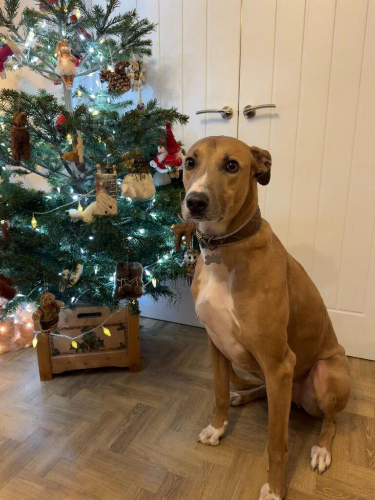 One of Britian’s loneliest dogs has been adopted after waiting three years