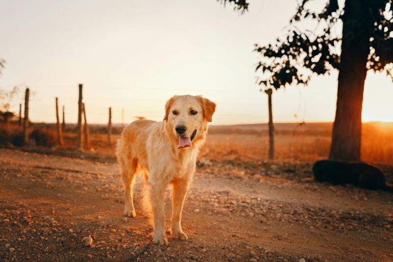 12 docile and balanced dog breeds that easily adapt to the home