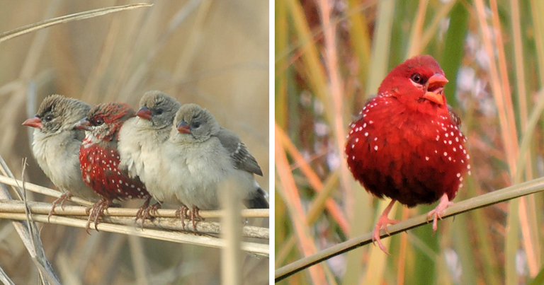 31 Photo Of Gorgeous Birds Called Strawberry Finches