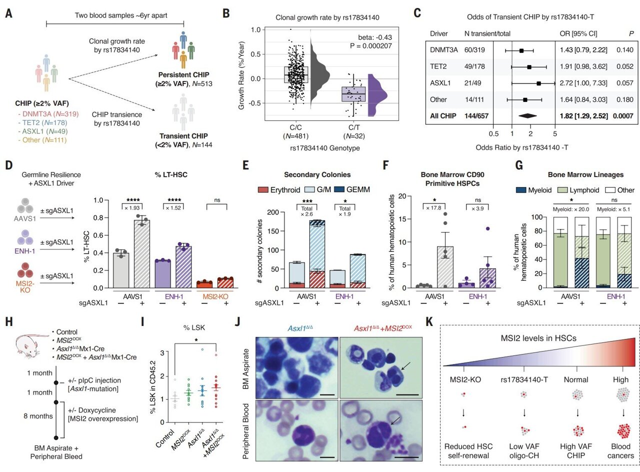 How a rare genetic variant protects some people from developing blood ...
