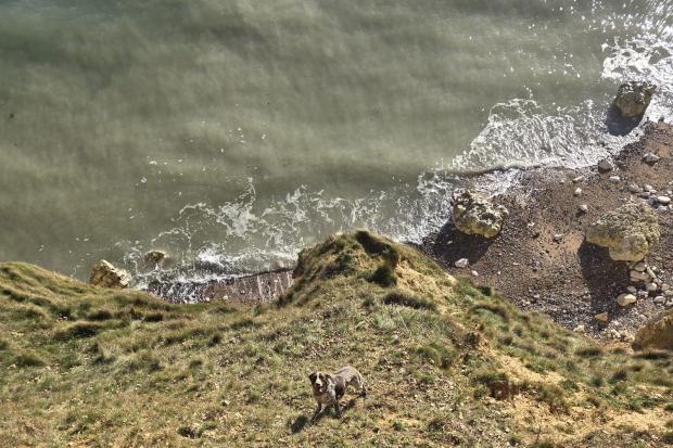 Rescue services called to scene after dog 'goes over cliff edge'