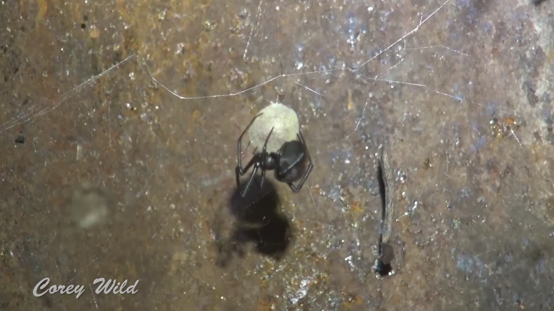 Understanding red back and black widow bites