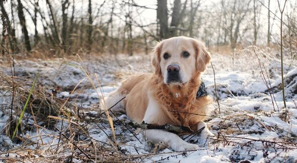 Vet shares emergency warning signs every dog owner should know during snow