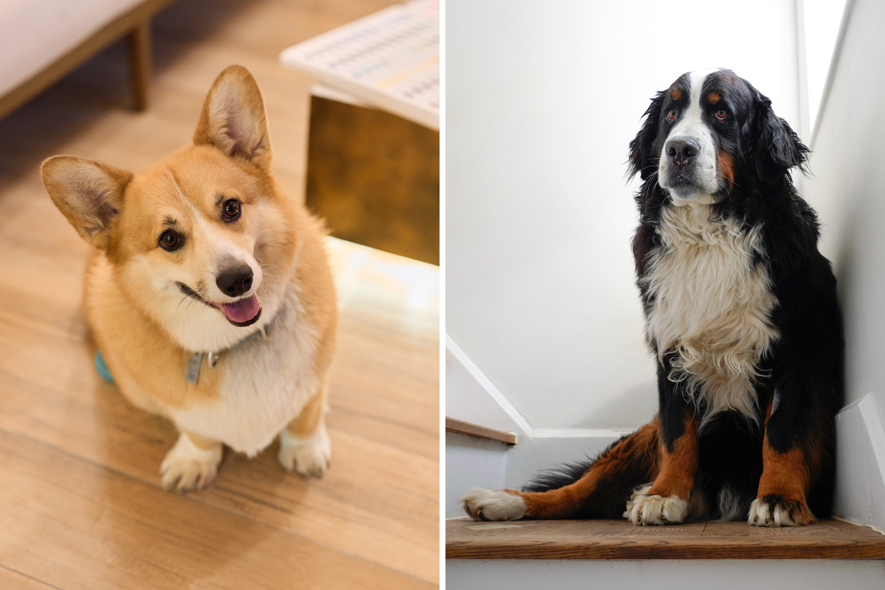 Corgi and Bernese mountain dog have puppies, result stuns viewers