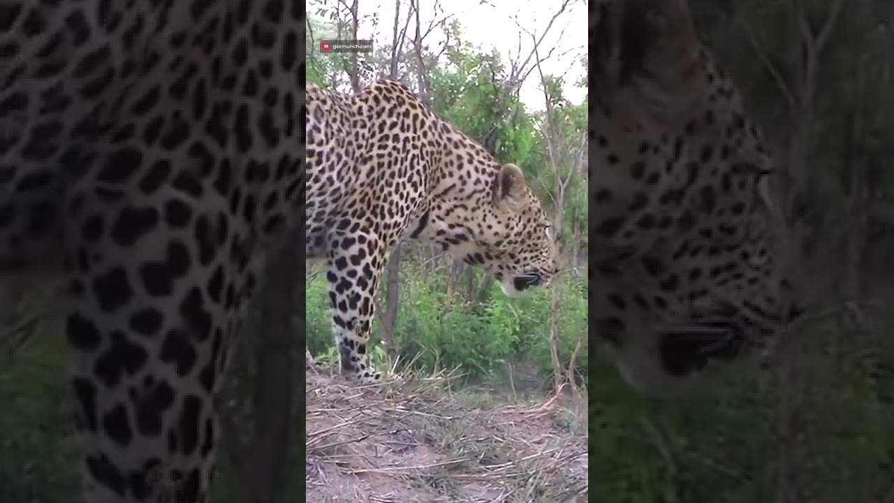 Leopard roars powerfully to assert dominance in the wild