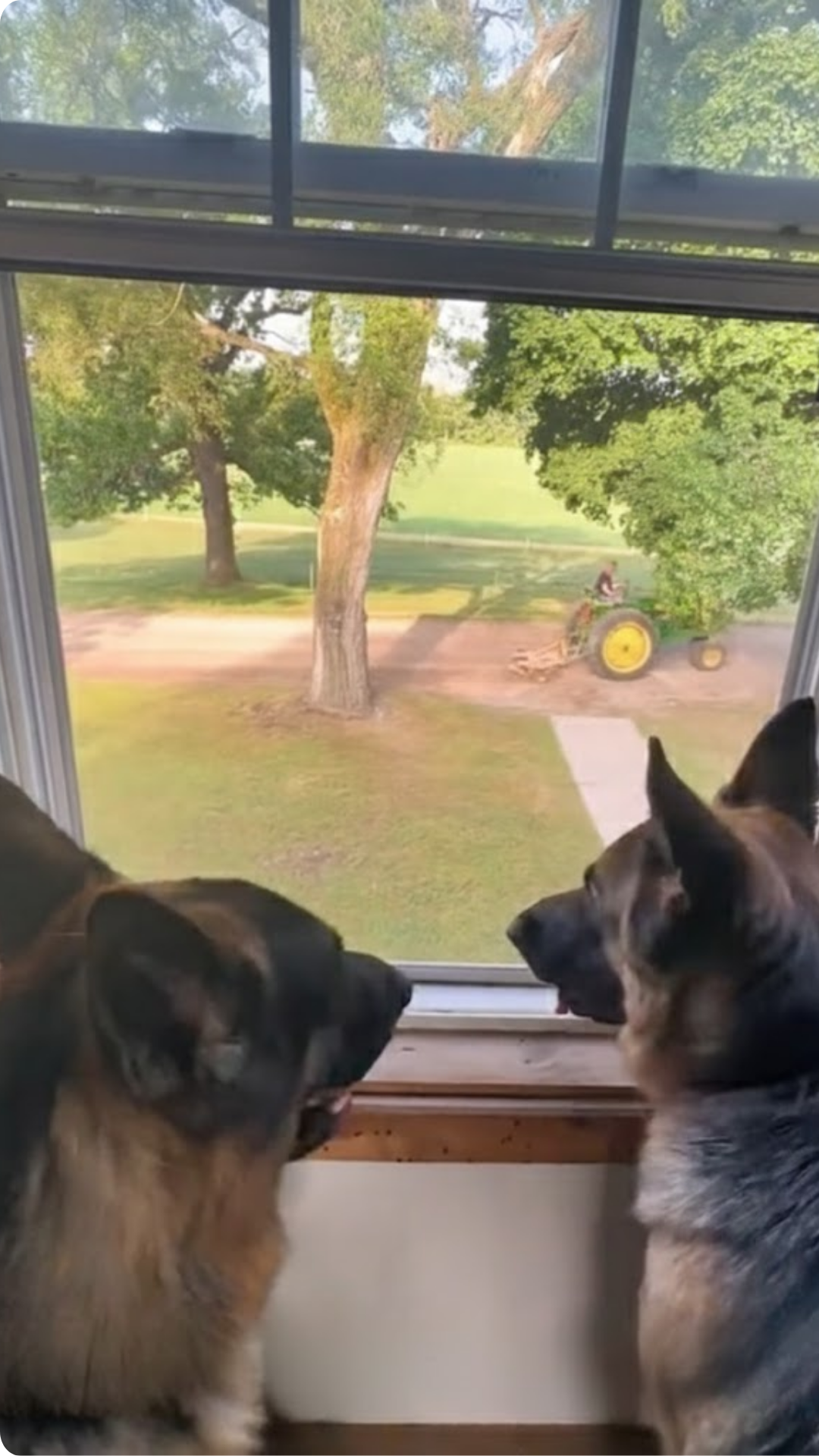 Farm life goes viral with German shepherd puppy moments