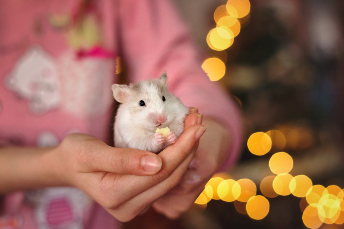225+ hamster name ideas you'll obsess over