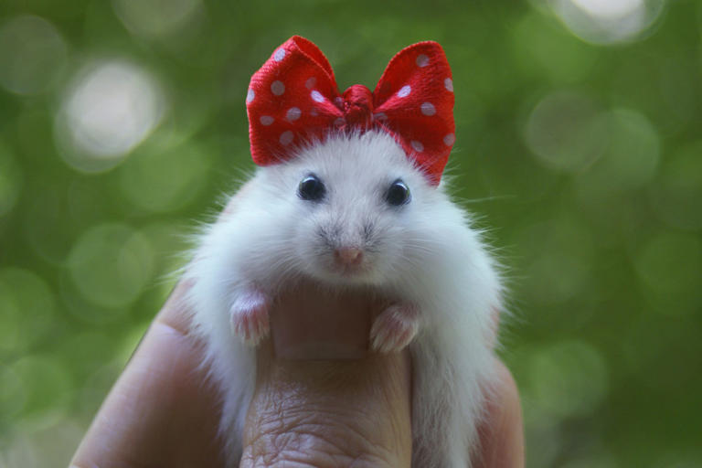 225+ hamster name ideas you'll obsess over