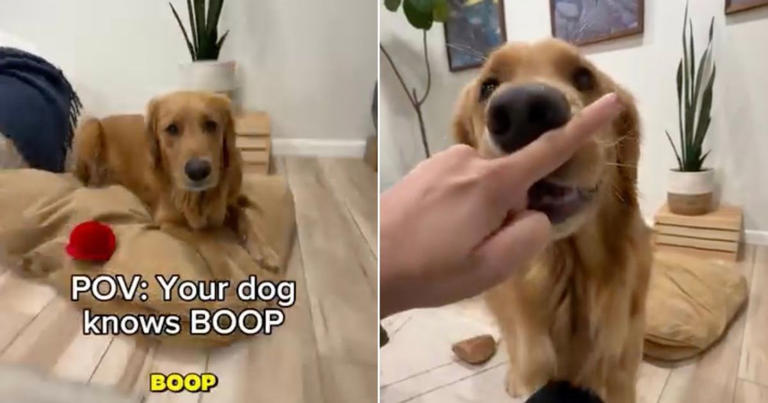Video: Golden retriever is 'enthusiastic' about getting nose 'booped'
