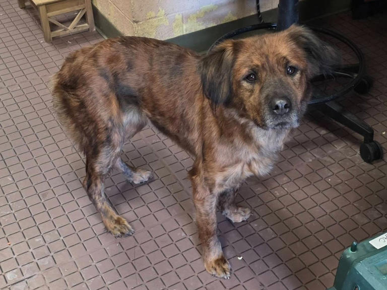 Dog found alone and freezing on New Year's Day in West Hartford: Animal ...