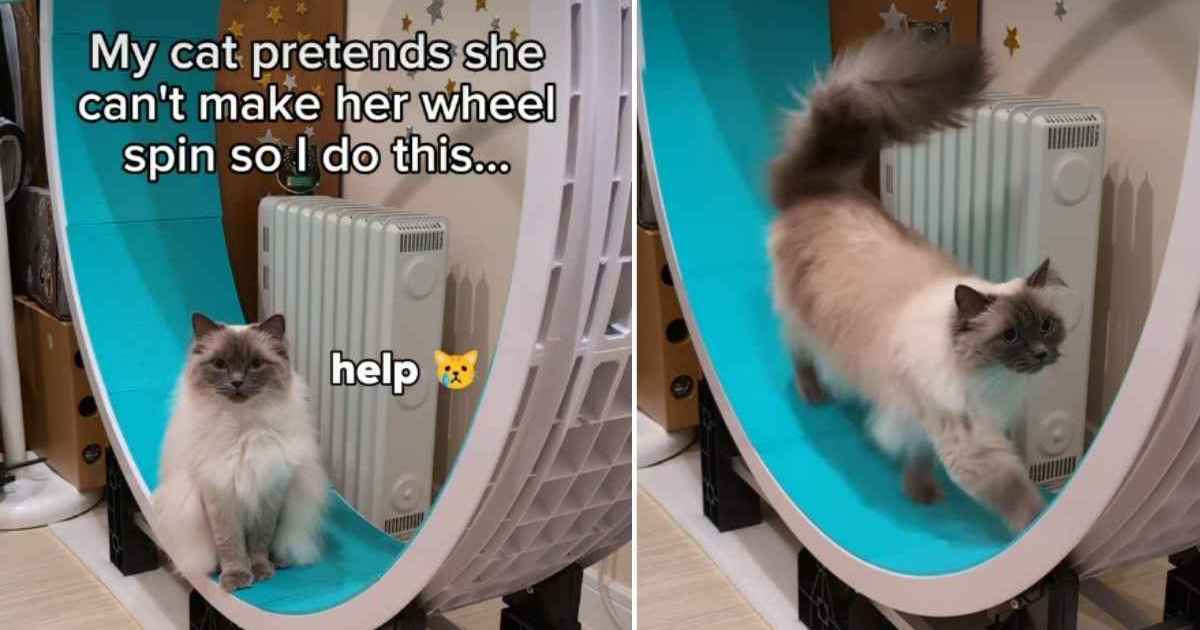 Video: Cat's wheel spins change dramatically once night strikes