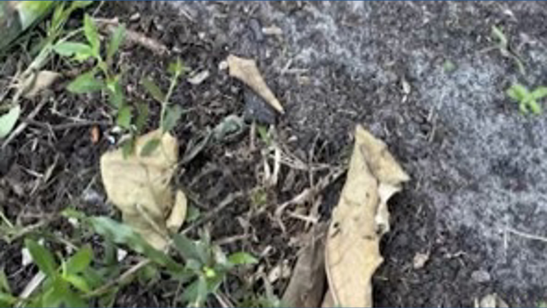 Falling iguanas? Grace McKenna and Jim Stratman are back with 'News to Me'