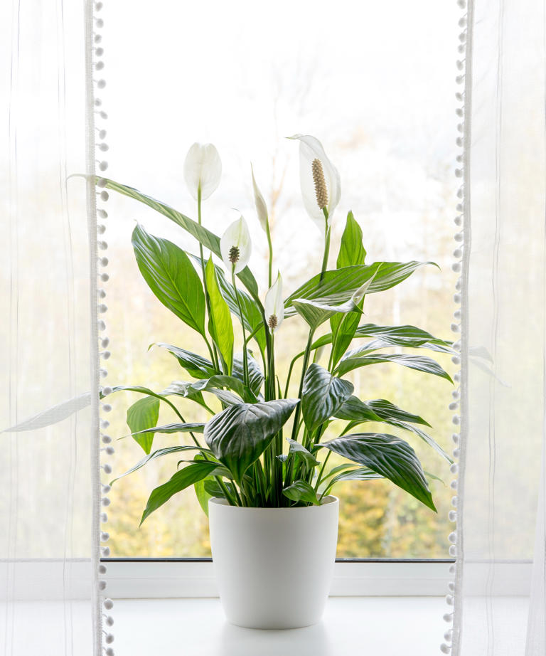 Feng shui experts reveal where to place a peace lily in your home in 2026
