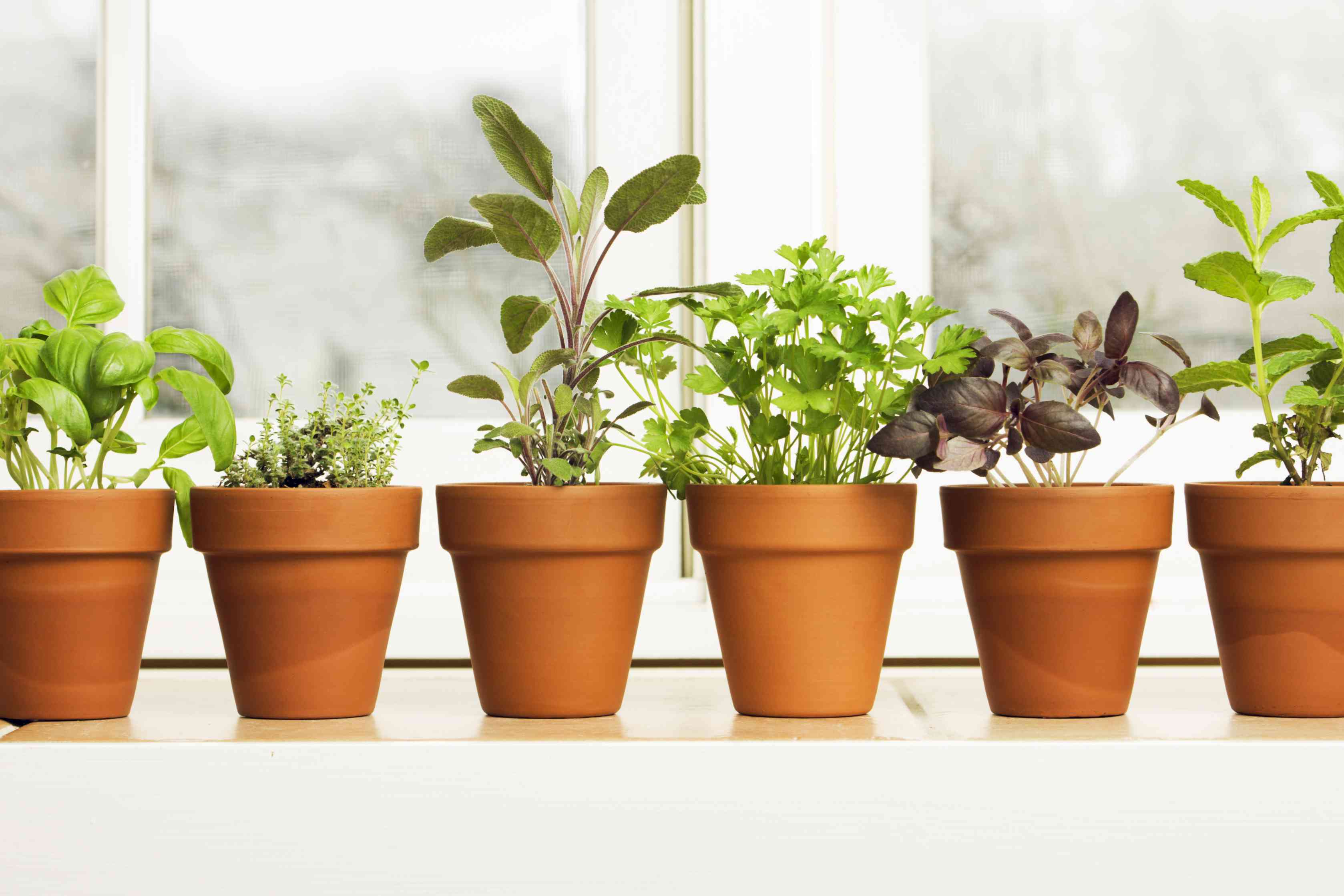 How to grow an indoor herb garden that actually thrives
