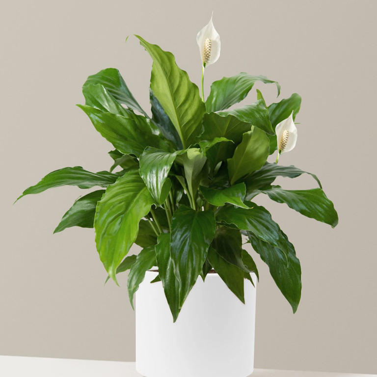Feng shui experts reveal where to place a peace lily in your home in 2026