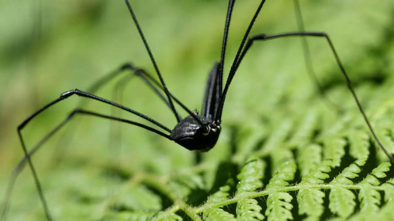 The real reason daddy long-legs spiders walk on only three pairs of legs