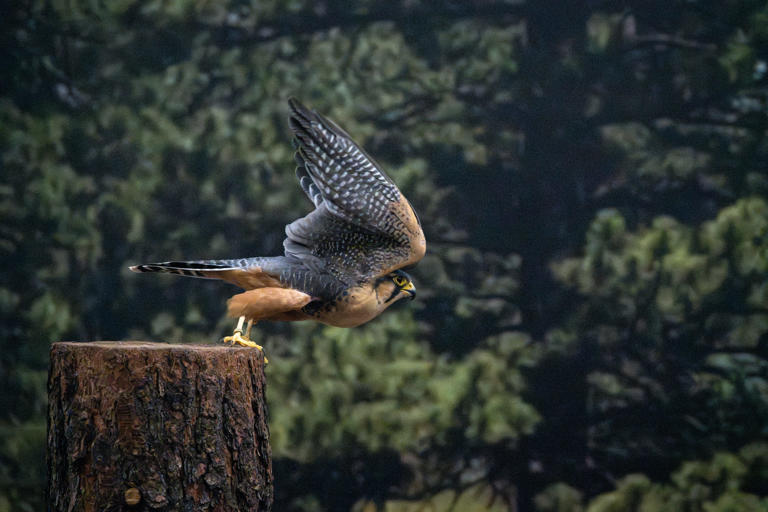 Can a crow teach recycling? That's one goal of a Pinetop raptor show