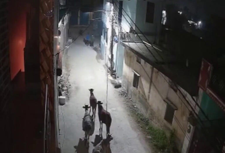 Wild bear charges down street, sending men and cattle fleeing in panic