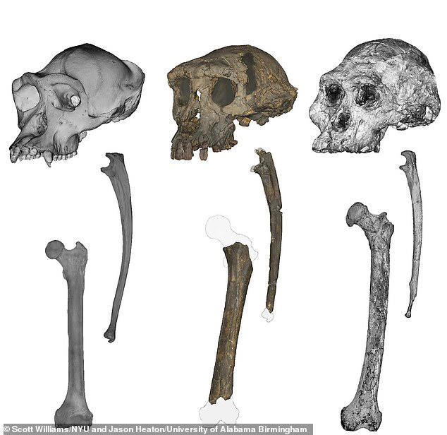 Humankind's earliest ancestor? Scientists say a 7 million-year-old ...