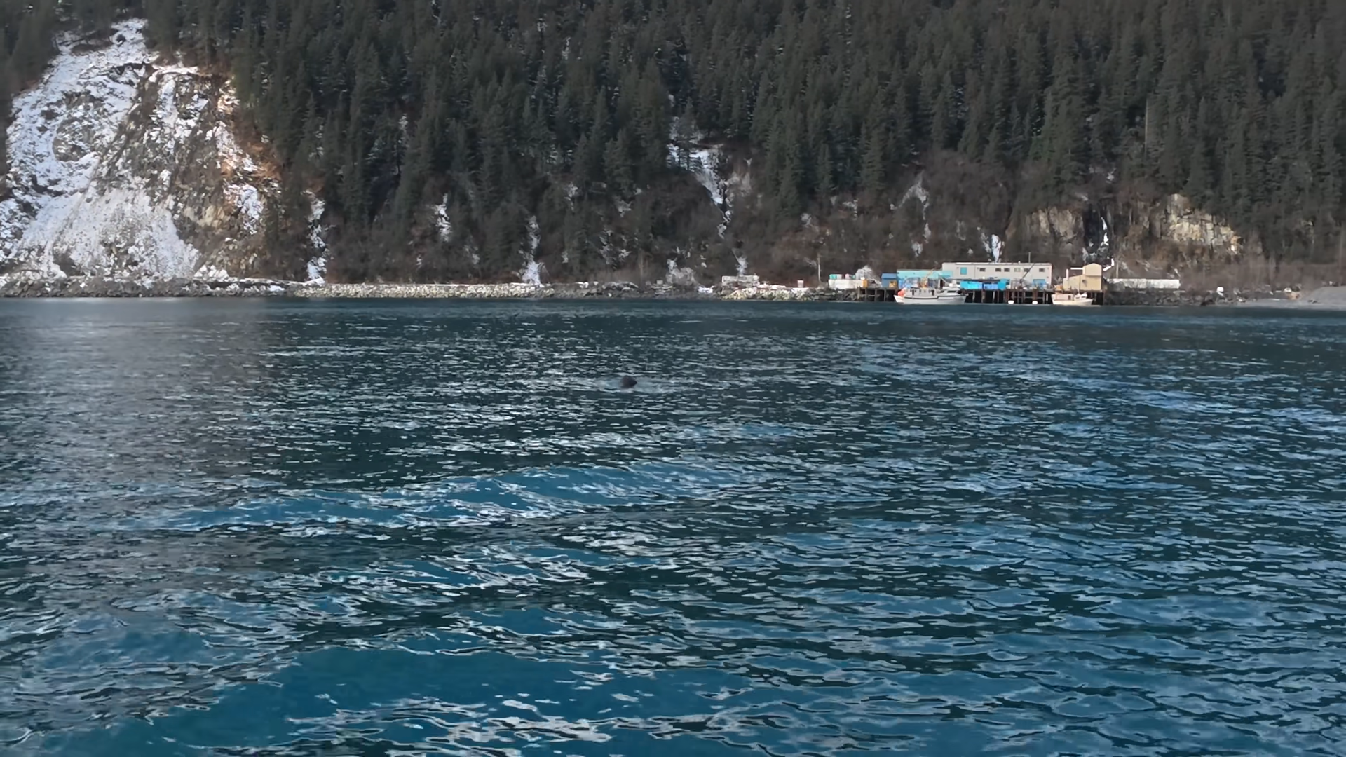 Frozen waves & dancing dolphins: An unforgettable Alaskan sea tour